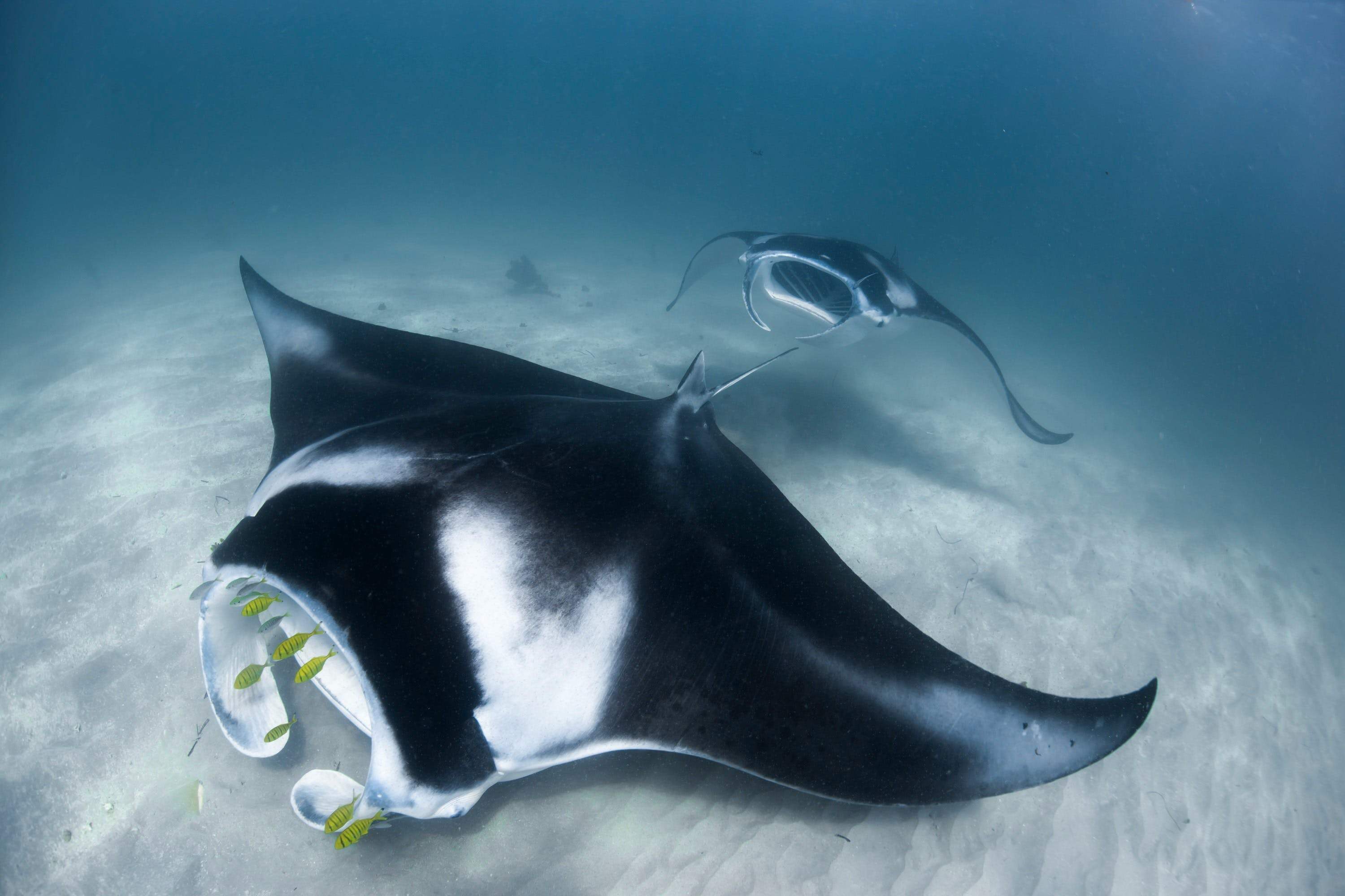 Ningaloo Reef Dive and Snorkel | Australia's Coral Coast