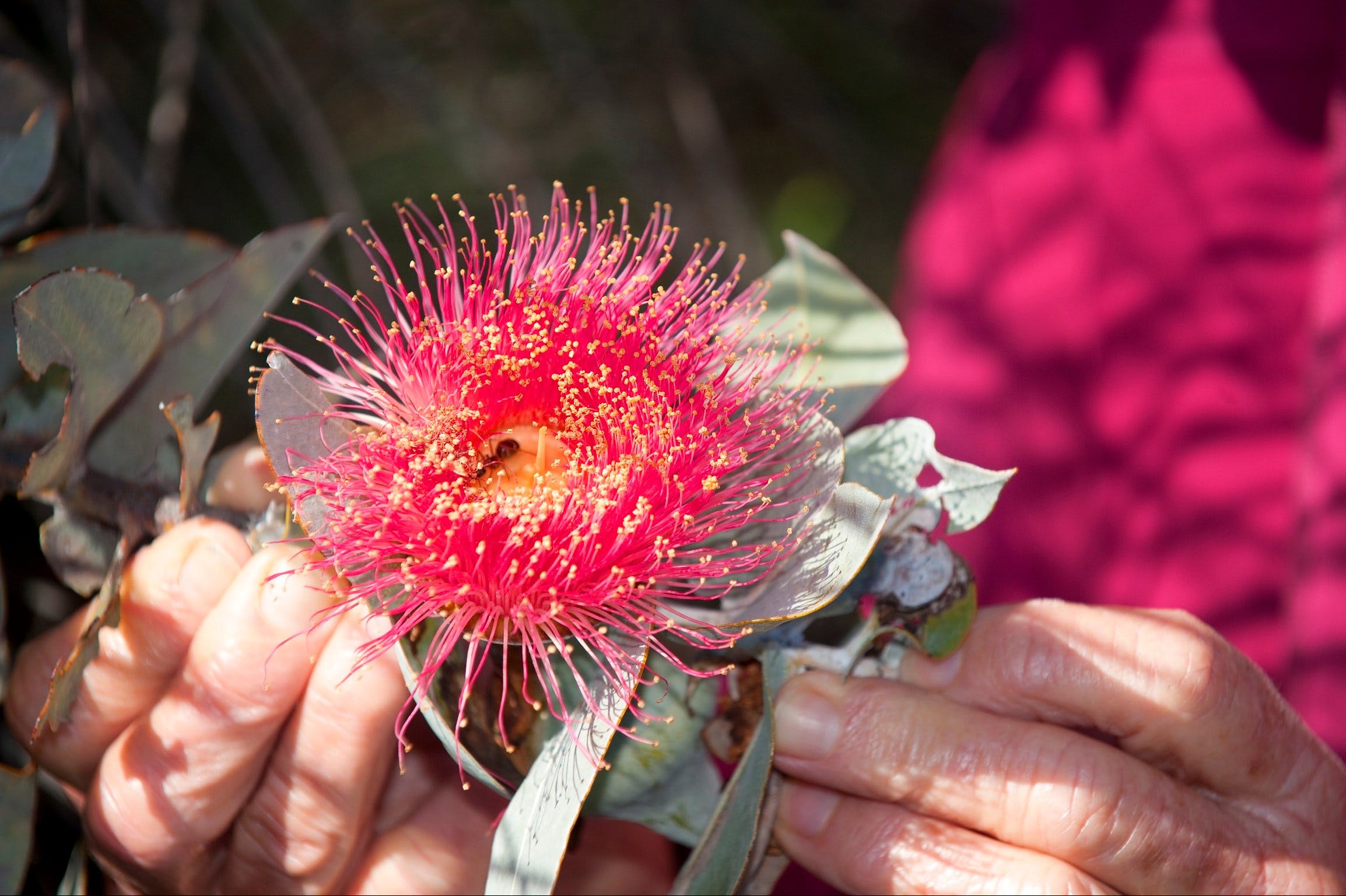 Badgingarra National Park | Australia's Coral Coast