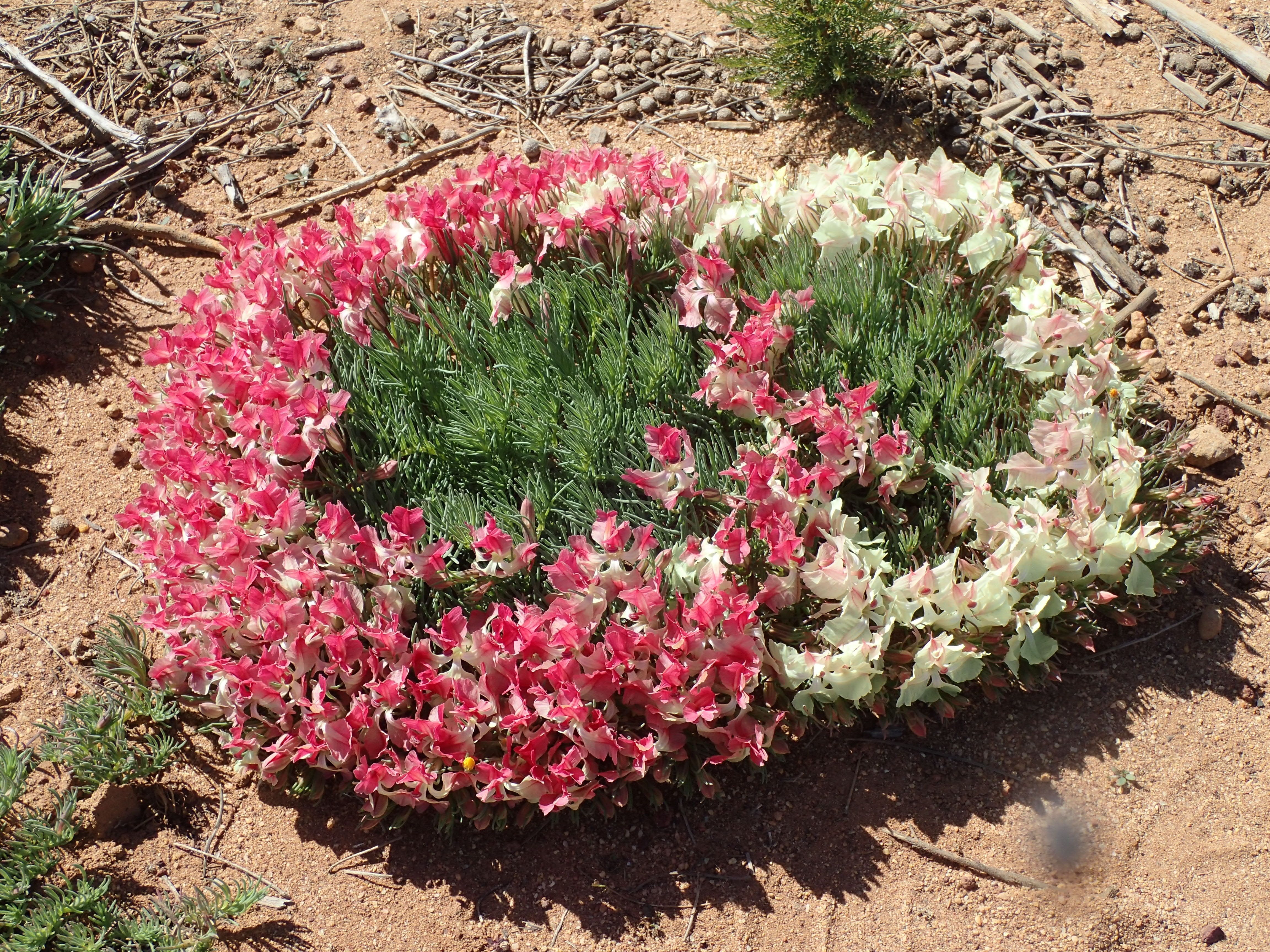 Mullewa Community Resource and Visitor… | Australia's Coral Coast