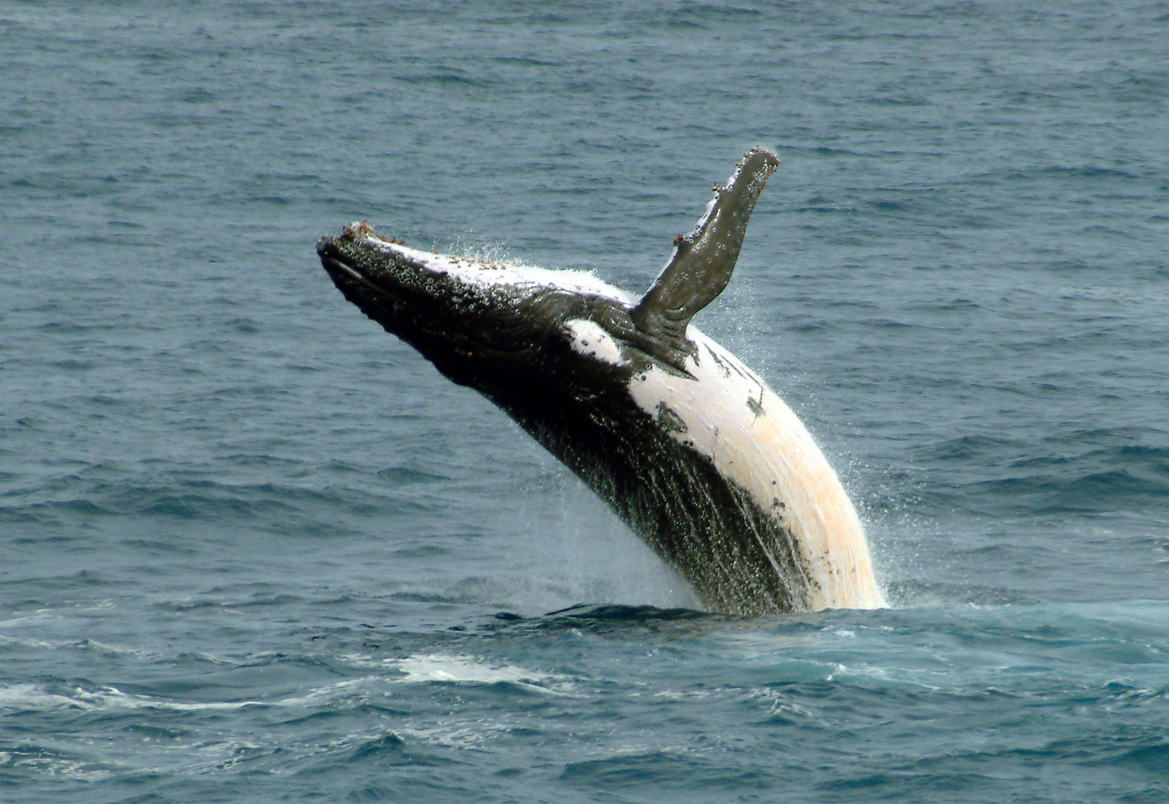Quobba Station | Australia's Coral Coast