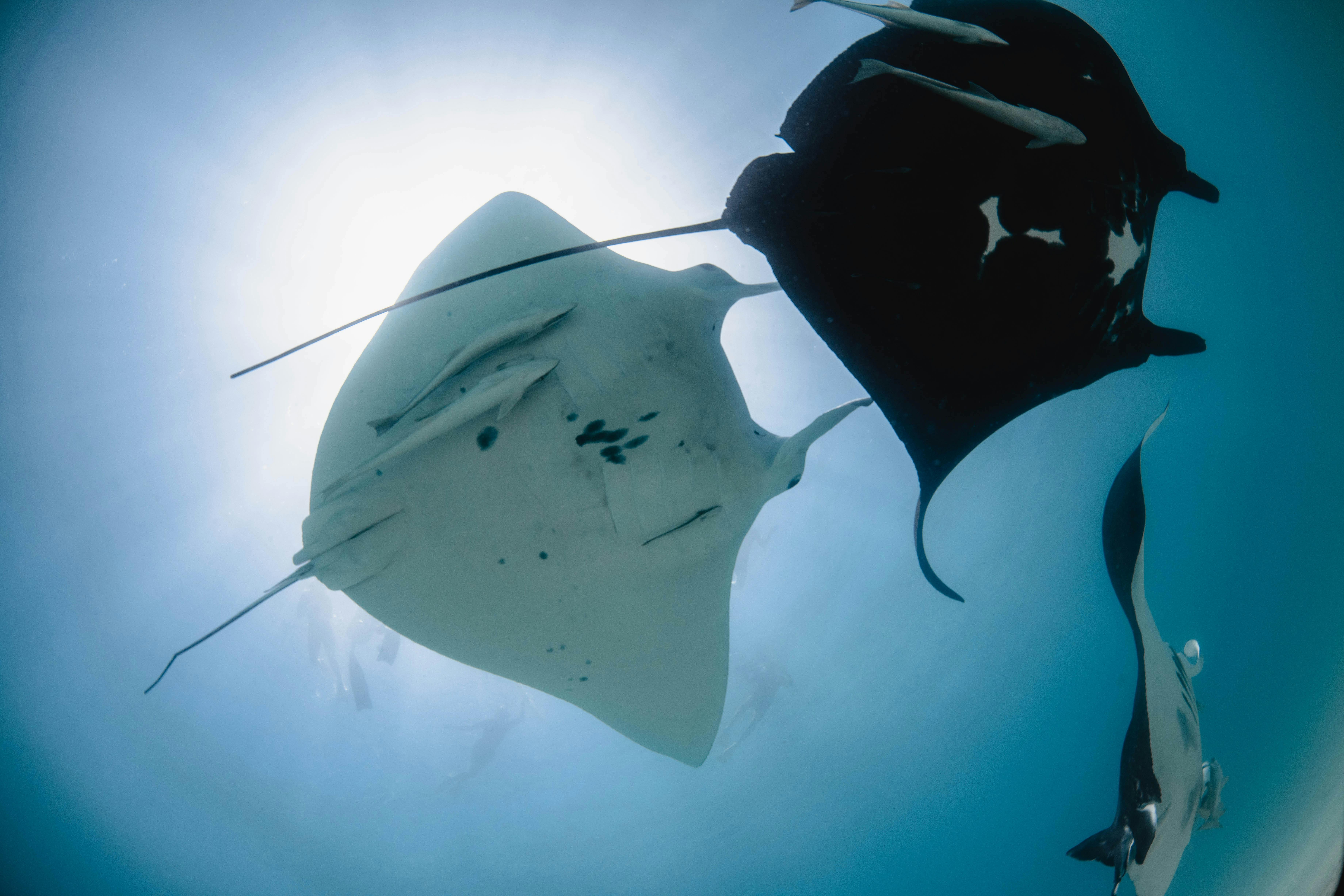 Manta Ray Interaction 'Best of Ningaloo' | Australia's Coral Coast